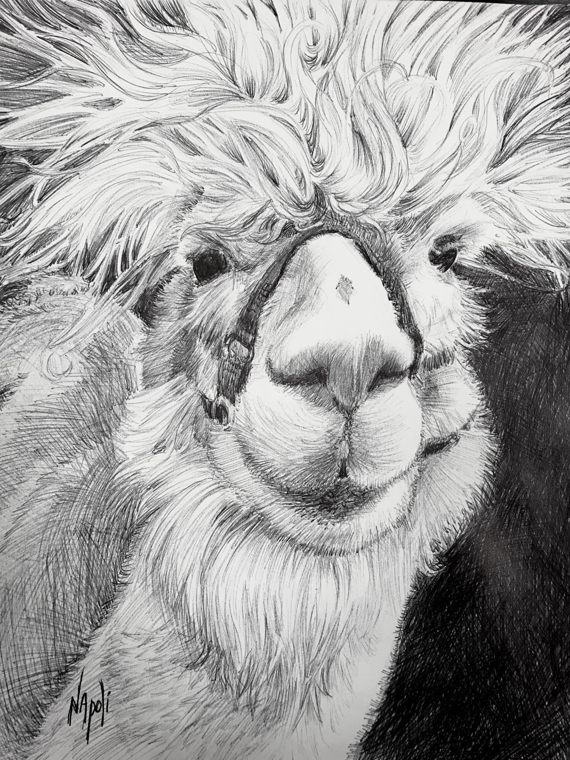 Donna Napoli-Steele [RA 1992] : Alpaca, 2020. | Salmagundi Club