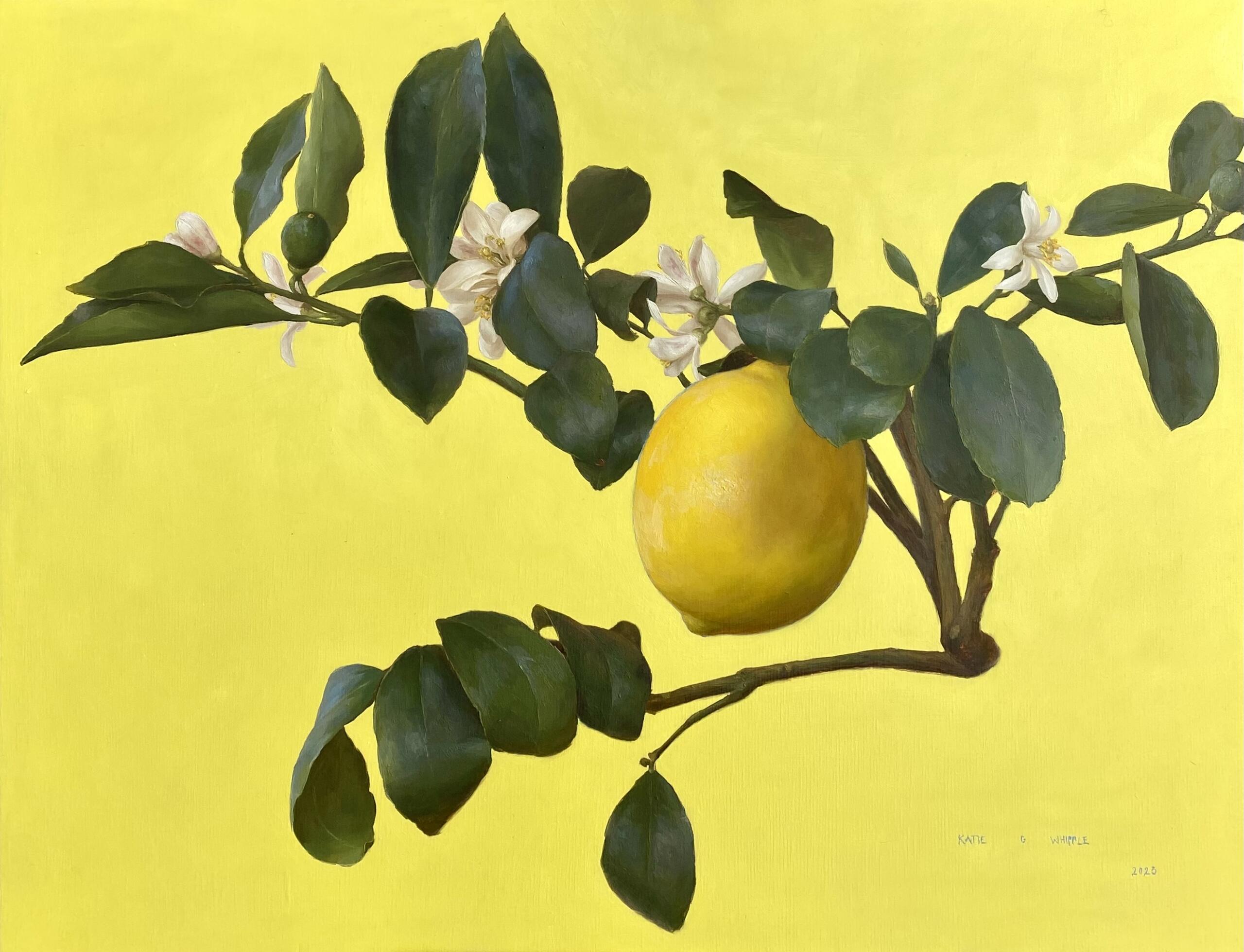 Katie Whipple [NM] : Citrus, Lemon, 2023. | Salmagundi Club