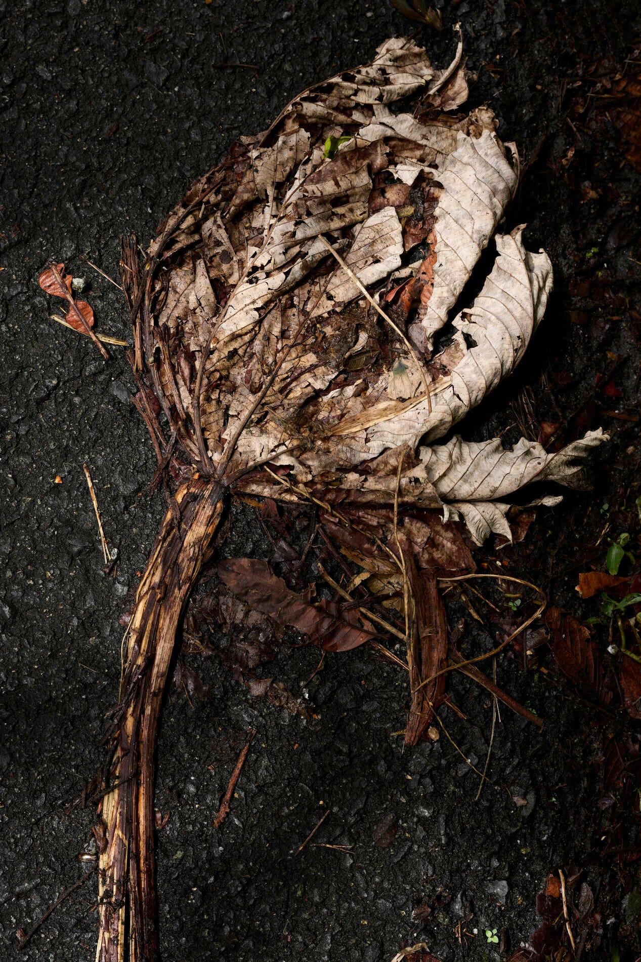 David Reinfeld [RA 2019] : Fallen leaves 2, 2023. | Salmagundi Club