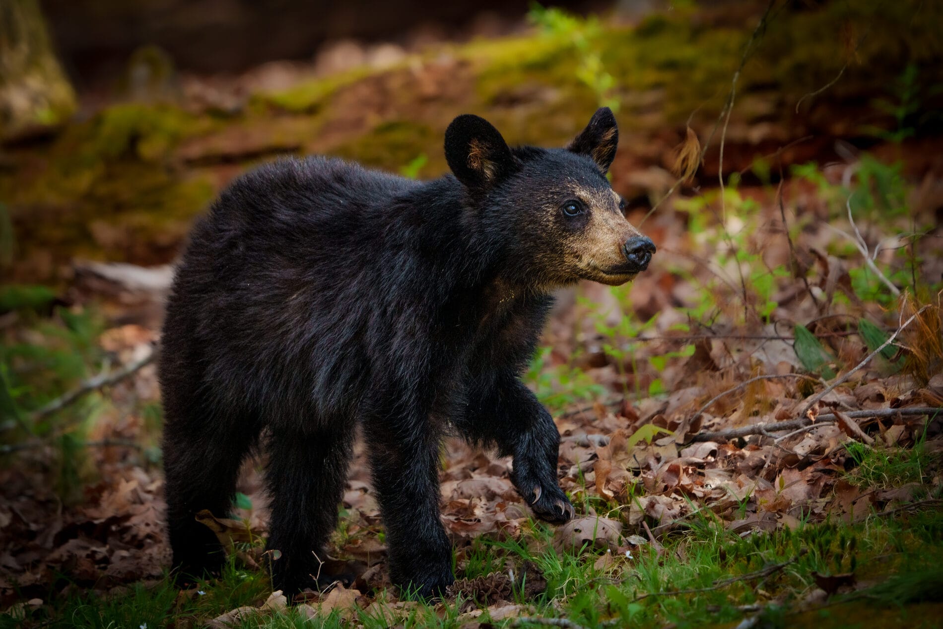Angela Maloney [NM] : Baby bear has big claws, 2023. | Salmagundi Club