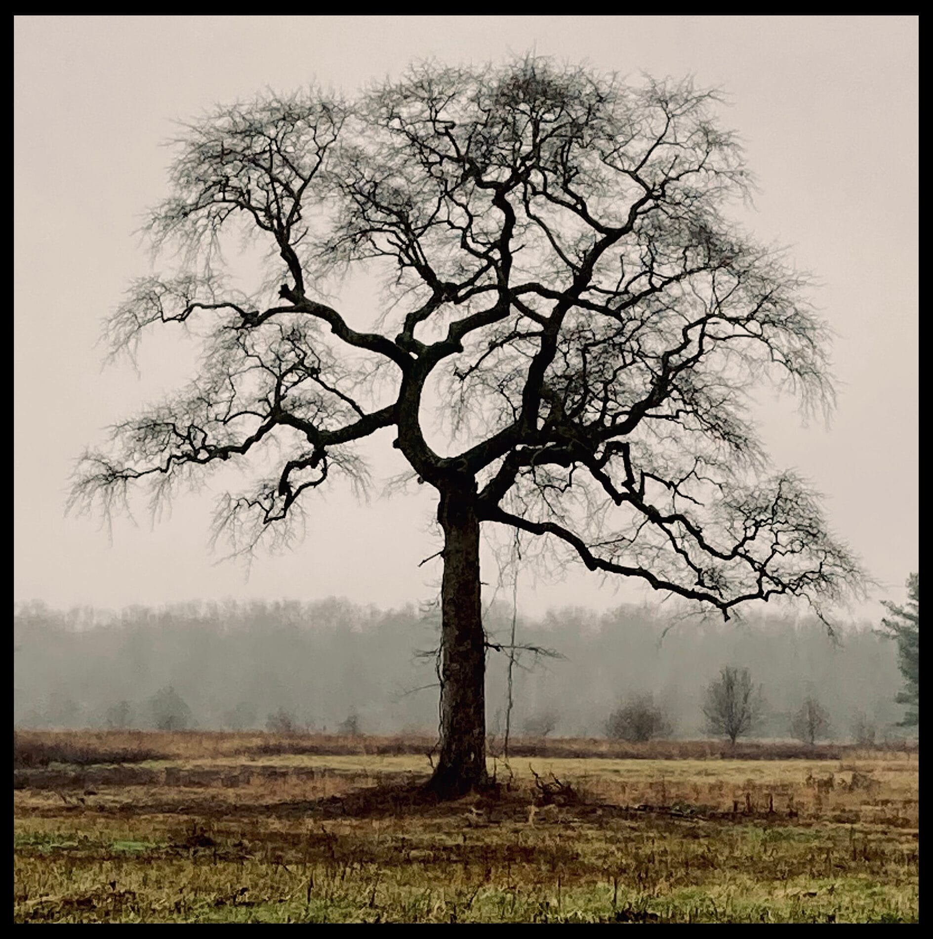 John Regan [NM] : The forgiving tree | Salmagundi Club