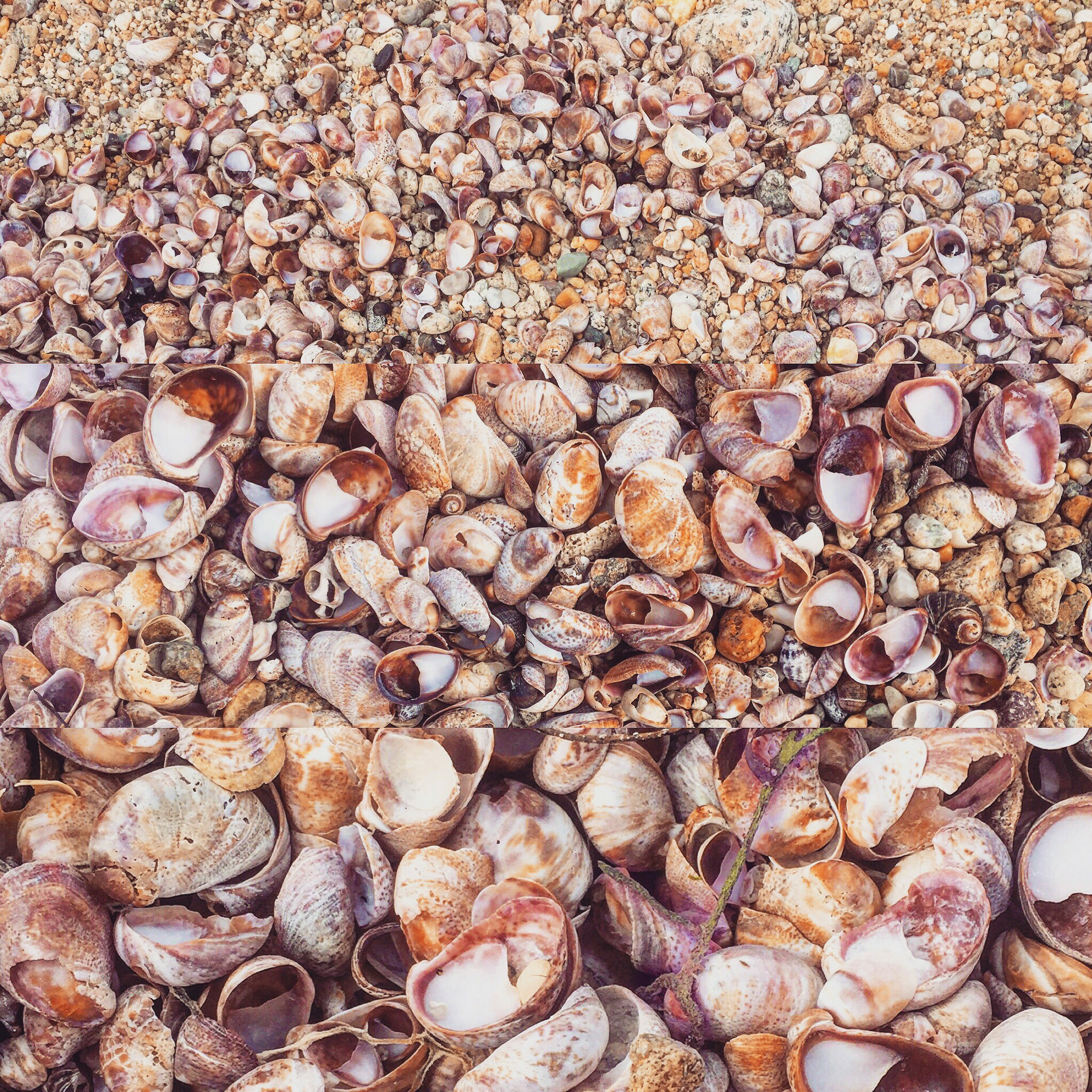 Willy Airaldi [RA 2024] : Shells Shells Shells | Salmagundi Club