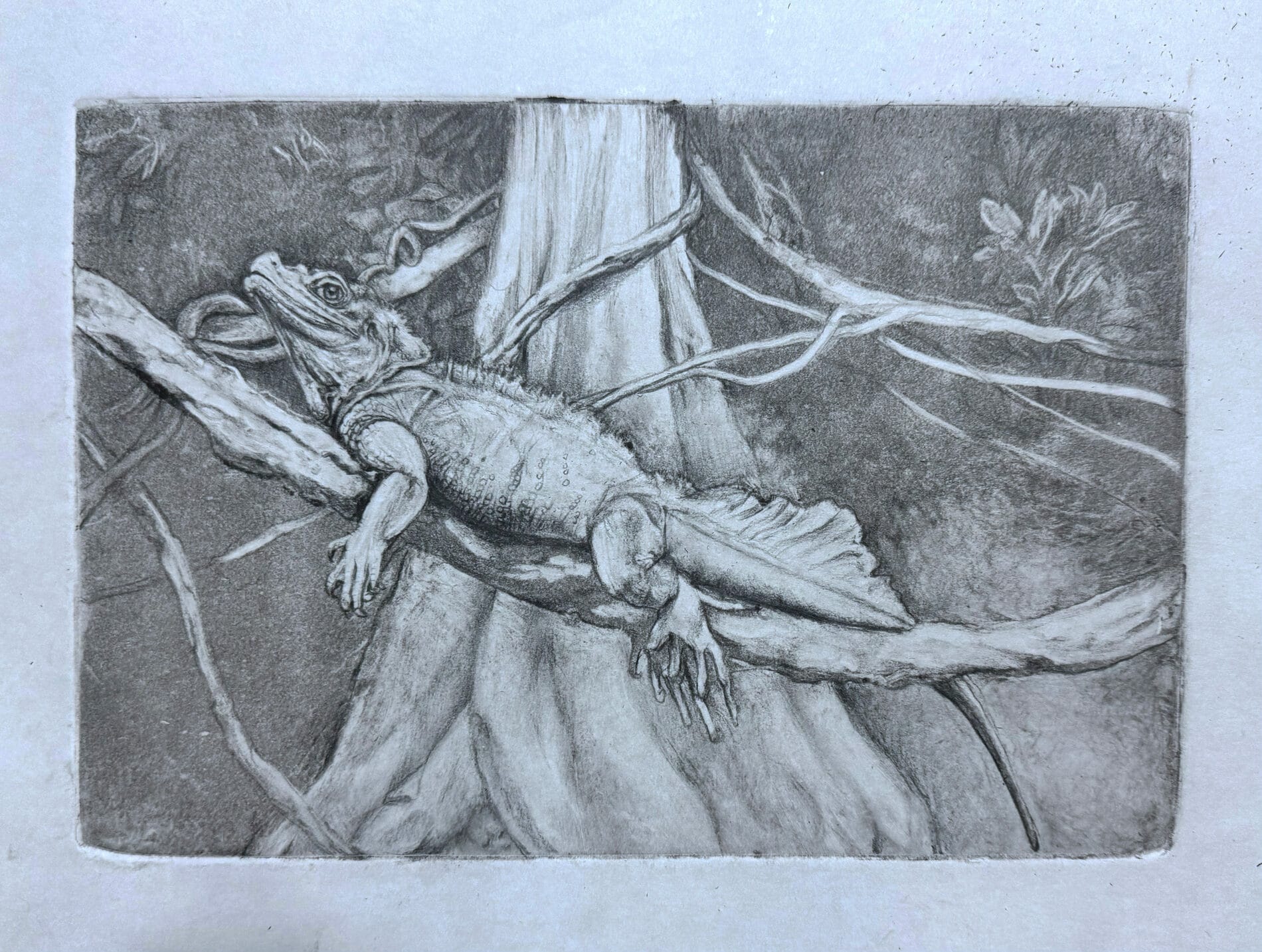 Emily Mintz [RA 2019] : Sailfin ghost | Salmagundi Club